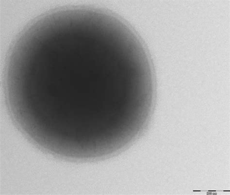 Figure 1 From Staphylococcus Aureus Subsp Anaerobius Strain St1464 Genome Sequence Semantic