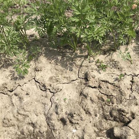 Carrot Leaf Detection 2 Object Detection Dataset By Carrot