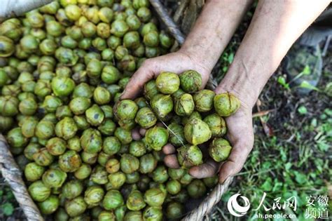 山核桃，熟了 每日頭條
