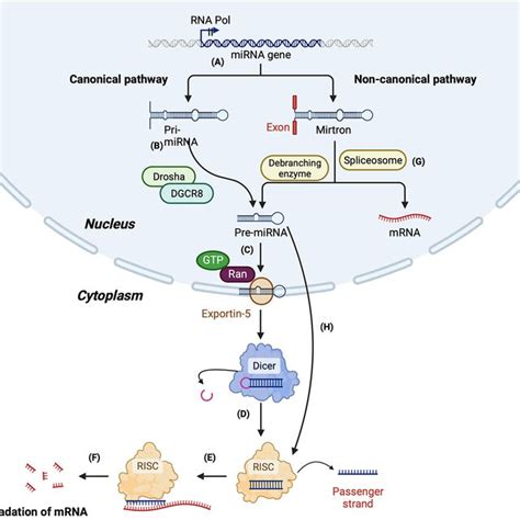 Of Mirna Biogenesis Via Canonical And Non Canonical Pathway Canonical