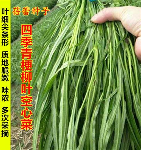 季青 季青阿里巴巴 第2页 大山谷图库