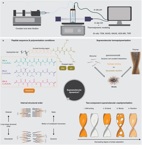Mapping In Situ The Assembly And Dynamics In Aqueous Supramolecular Polymersnature