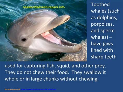 Adaptations For Getting And Chomping Food Teach Ppt