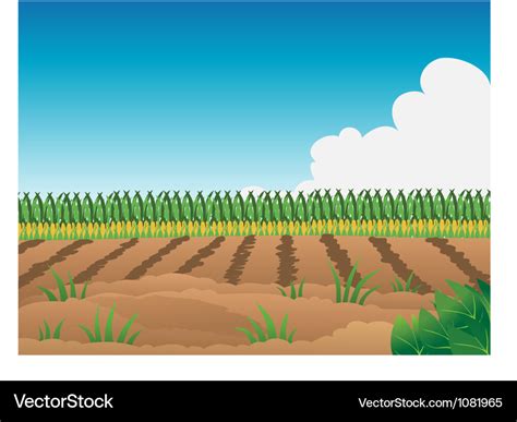 Crop Field Corn Royalty Free Vector Image Vectorstock