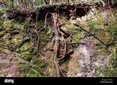 Roots Tree Root Forest Ground Cross Section Stock Photo Alamy