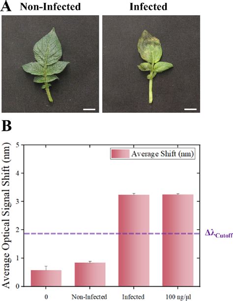 Lamp Chip Detection Of Pathogens From Late Blight Infected Potato Download Scientific Diagram