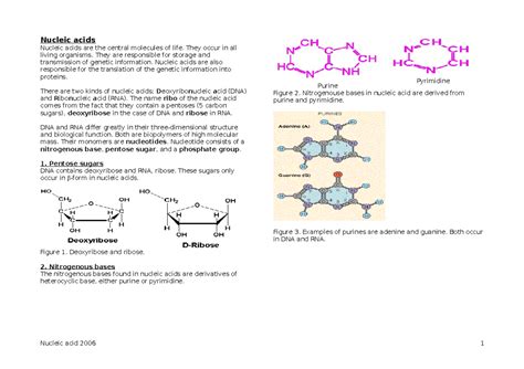 Nucleic Acids Nucleic Acids Nucleic Acids Are The Central Molecules Of Life They Occur