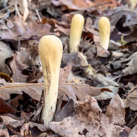 Gomphoid Phalloid Clade Clavariadelphaceae Picture Mushroom