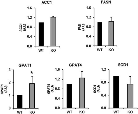 Expression Of Several Lipogenic Genes In The Livers Of Wt And Dgat1 Lko
