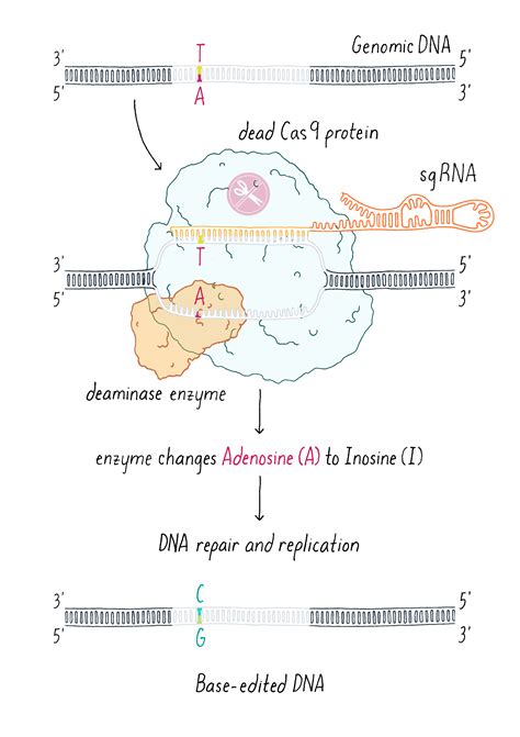 Dead Cas9 Sequence Cheap Stores Brunofugaadvbr