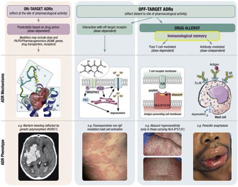 Penicillin Allergy Cross Reactivity Subtitlelink