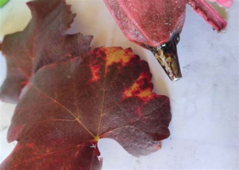 Рози от есенни листа Bg Moje