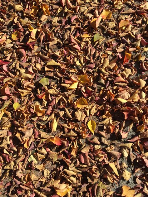 Crunchy Autumn Leaves Granola Recipe