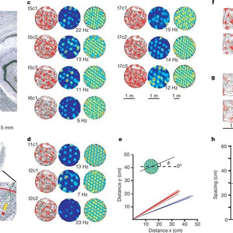 Pdf Microstructure Of A Spatial Map In The Entorhinal Cortex