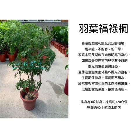 心栽花坊 羽葉福祿桐 富貴樹 裂葉福祿桐 1呎盆 觀葉植物 室內植物 綠化植物 售價1500特價1300 蝦皮購物