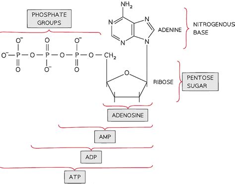 The Structure Of ATP Biology For Grade PDF Download