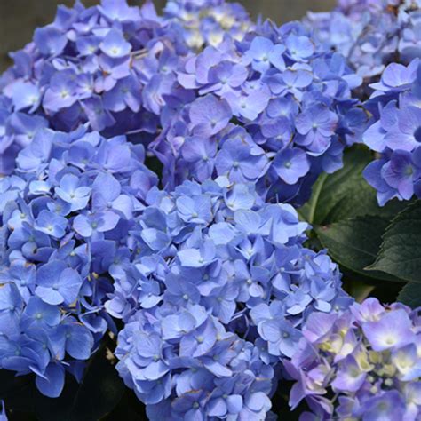 Hydrangea Lets Dance Blue Jangles Kennedys Country Gardens Garden Center Scituate Ma