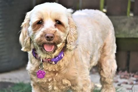 Pasma Cockapoo Sfi