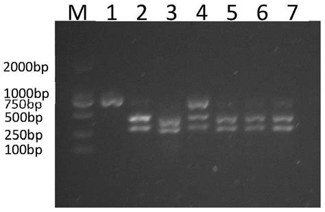 Synthetic Preparation Method And Application Of Spcas9 Inhibitor Eureka Patsnap