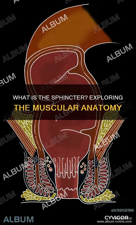 What Is The Sphincter Exploring The Muscular Anatomy Cyvigor