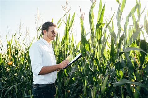 농학자는 옥수수 밭에서 태블릿 터치 패드 컴퓨터를 들고 수확하기 전에 작물을 검사합니다 농업 관련 산업 개념입니다 여름에 옥수수