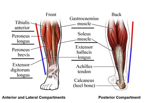 Ankle Joint Muscles Minimalist Golf Swing System