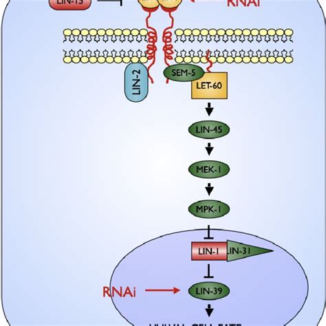 Intracellular Signaling Pathway The Figure To The Left Summarizes The Download Scientific