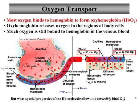 Chapter 22 Respiratory System Lecture 8 Part 2 O2 And Co2 Transport Ppt Video Online Download