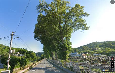 Lipa Pre Slovenov Posvätný Strom života Dňa 15 12 2023 Došlo K Výrubu