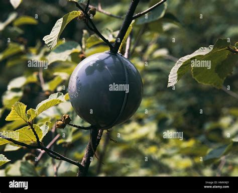 Fruit Plant Propagation