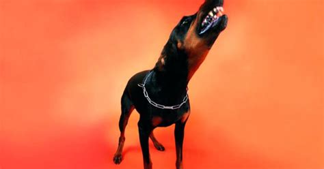 ТОП 10 пород собак которые опасны для человека