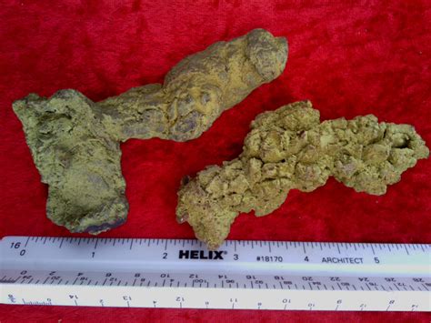 Cretaceous Coprolite Member Collections The Fossil Forum