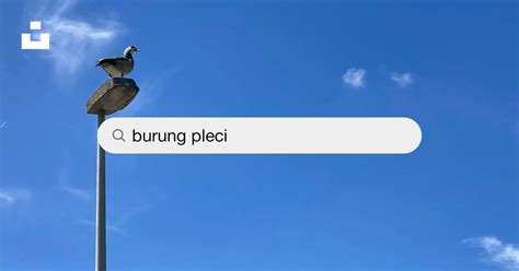Burung Pleci Pictures Download Free Images On Unsplash