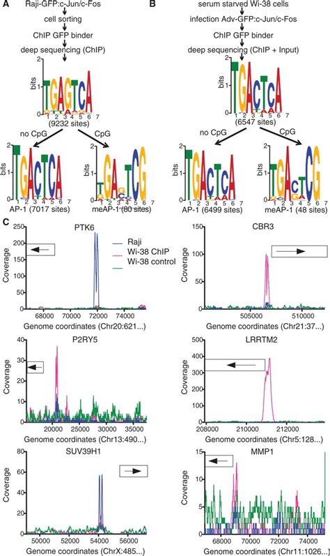 Identification Of Ap 1 Binding Motifs In The Human Genome