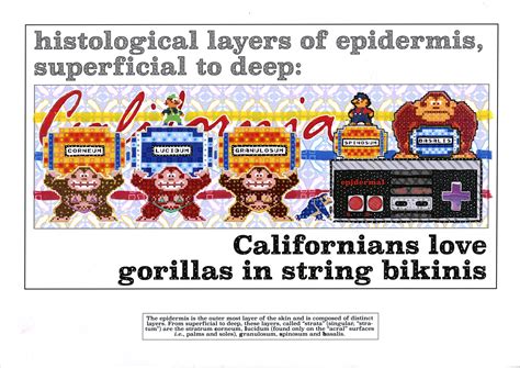 Layers Of Epidermis Mnemonic
