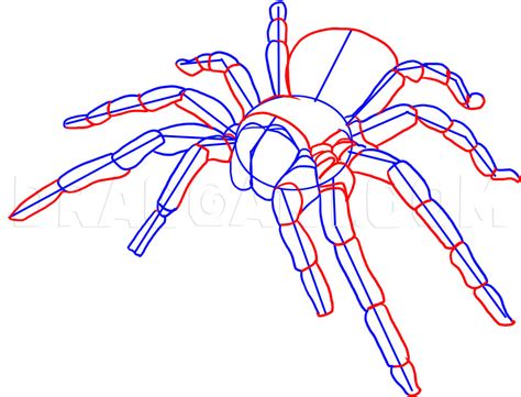 Tarantula Drawing
