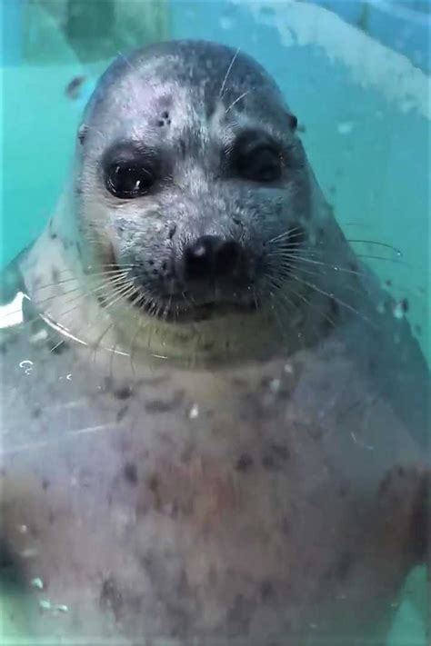 牠就站在那站的你心裡發寒日本小樽水族館會盯著你看的海豹