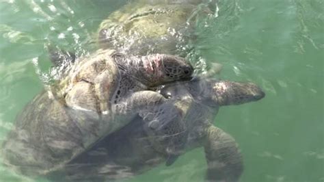 Green Sea Turtle Male Female Turtles Mat Stock Video Pond