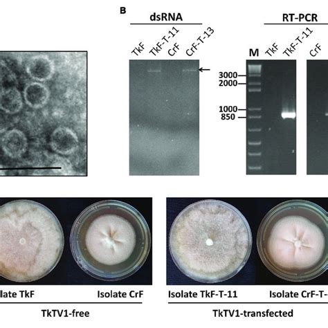 A Colony Morphology Of Trichoderma Koningiopsis Isolate Mg10 And Download Scientific