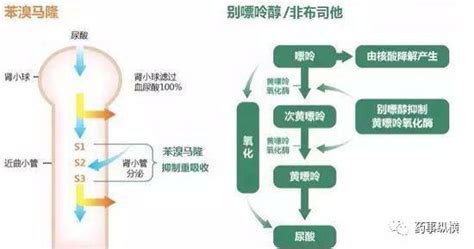 抗痛风药物概述 X Mol资讯