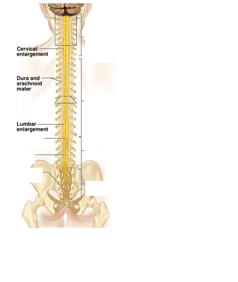 Gross Structure Of The Spinal Cord Diagram Quizlet