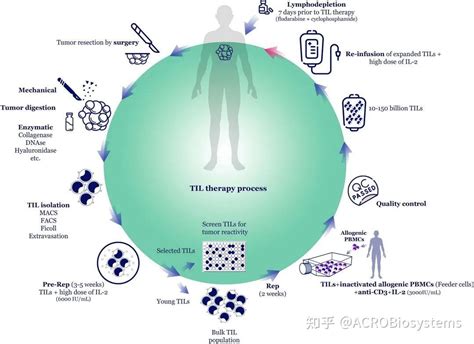 抗肿瘤“黑科技”——til细胞疗法 知乎