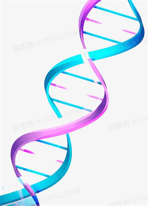 可爱彩色dna双螺旋基因链图片免费下载png素材编号192iw3ky4图精灵