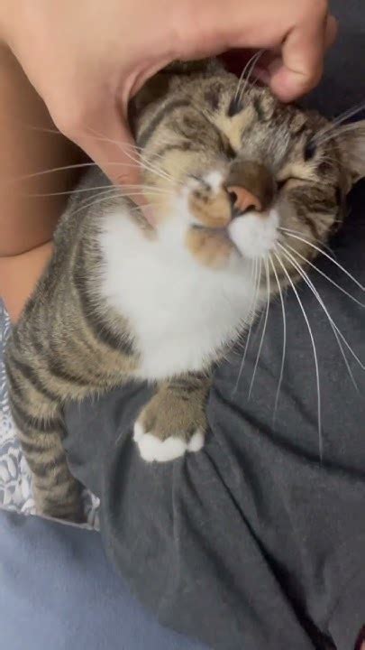 고등어냥이 후추 Youtube