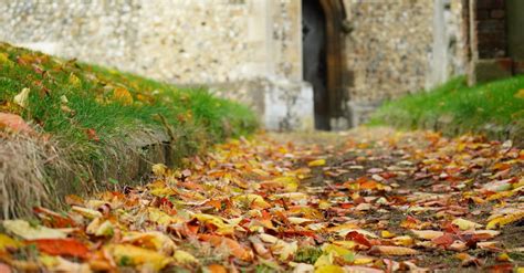 가을 가을 색 간 갈색 잎 건물 건축 경치 경치가 좋은 계절 고대의 고요한 관광 그림 같은 길 나뭇잎 낭만적인 낮 노란 잎 농촌의 다채로운