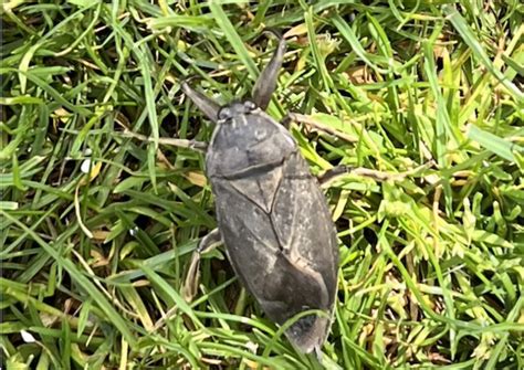 Giant Water Bug Aka Toe Biter Was Spotted Near Skaha Lake