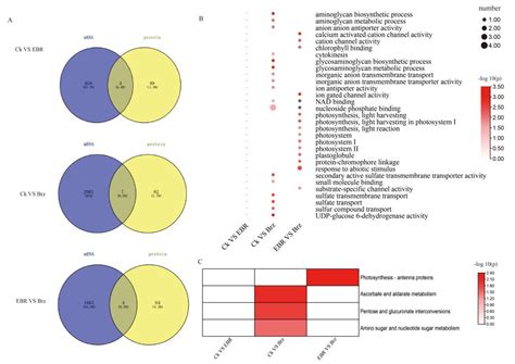 Integrative Analysis Of Transcriptome Proteome And Phosphoproteome