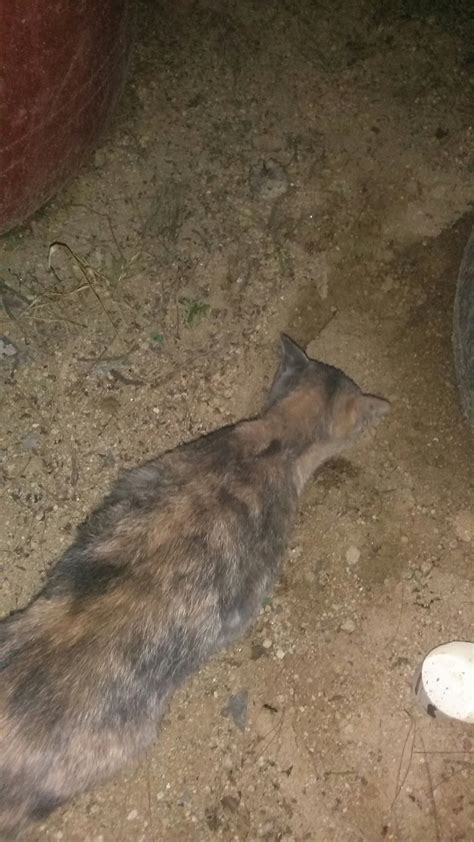 고양이 무료 분양 동식물포럼 딜바다닷컴