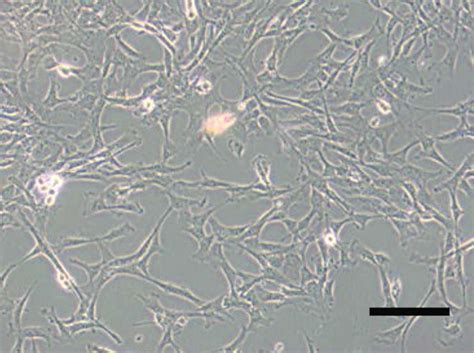 BMSC Isolation And Determination A Cell Morphology Of Cultured Download Scientific Diagram