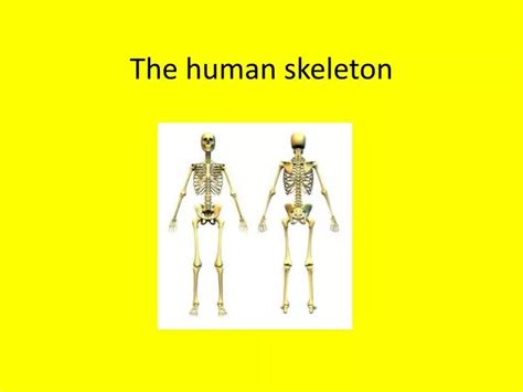 PPT The Human Skeleton PowerPoint Presentation Free Download ID 2133609